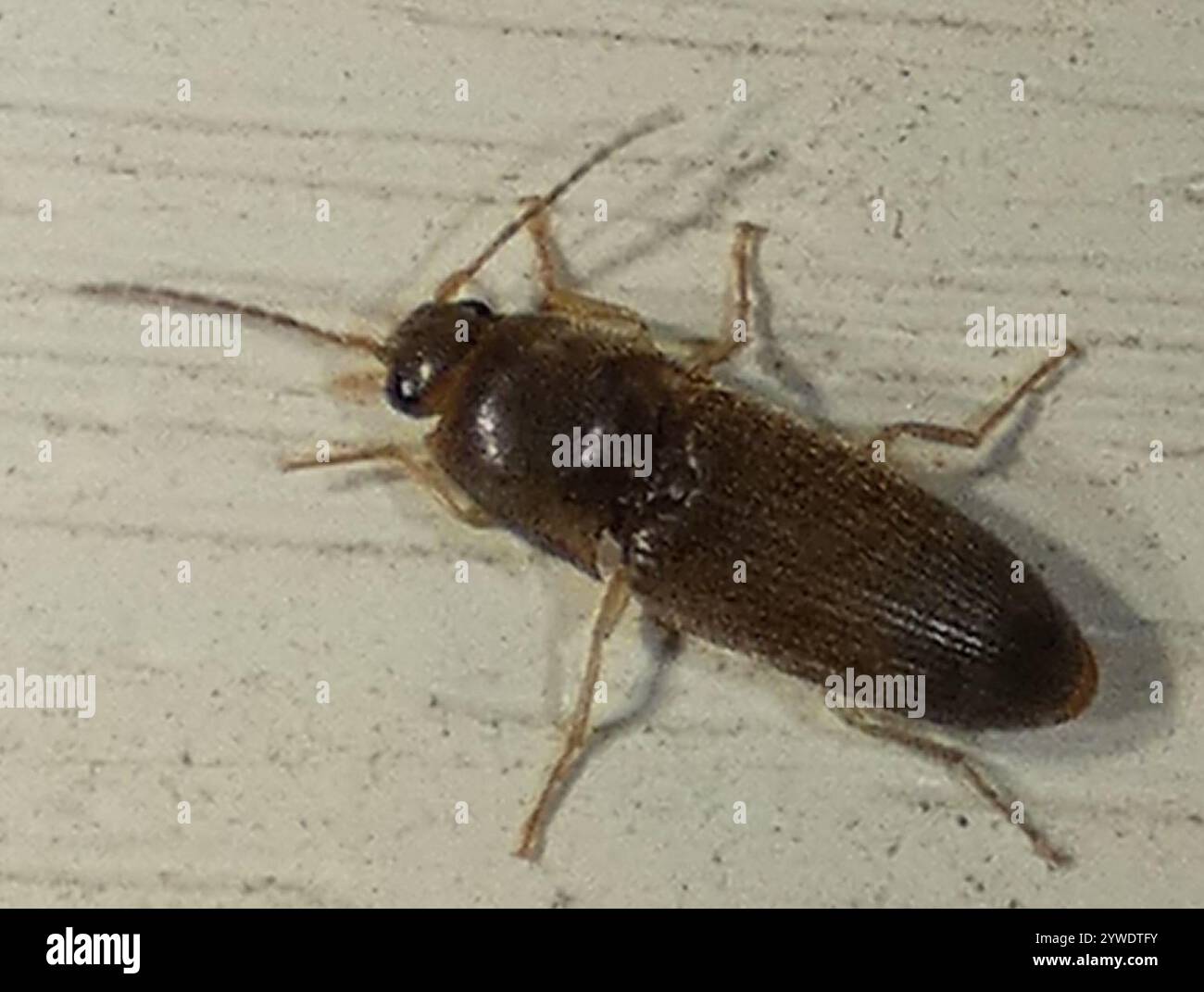 Southern Potato Wireworm (Monocrepidius falli Stock Photo - Alamy