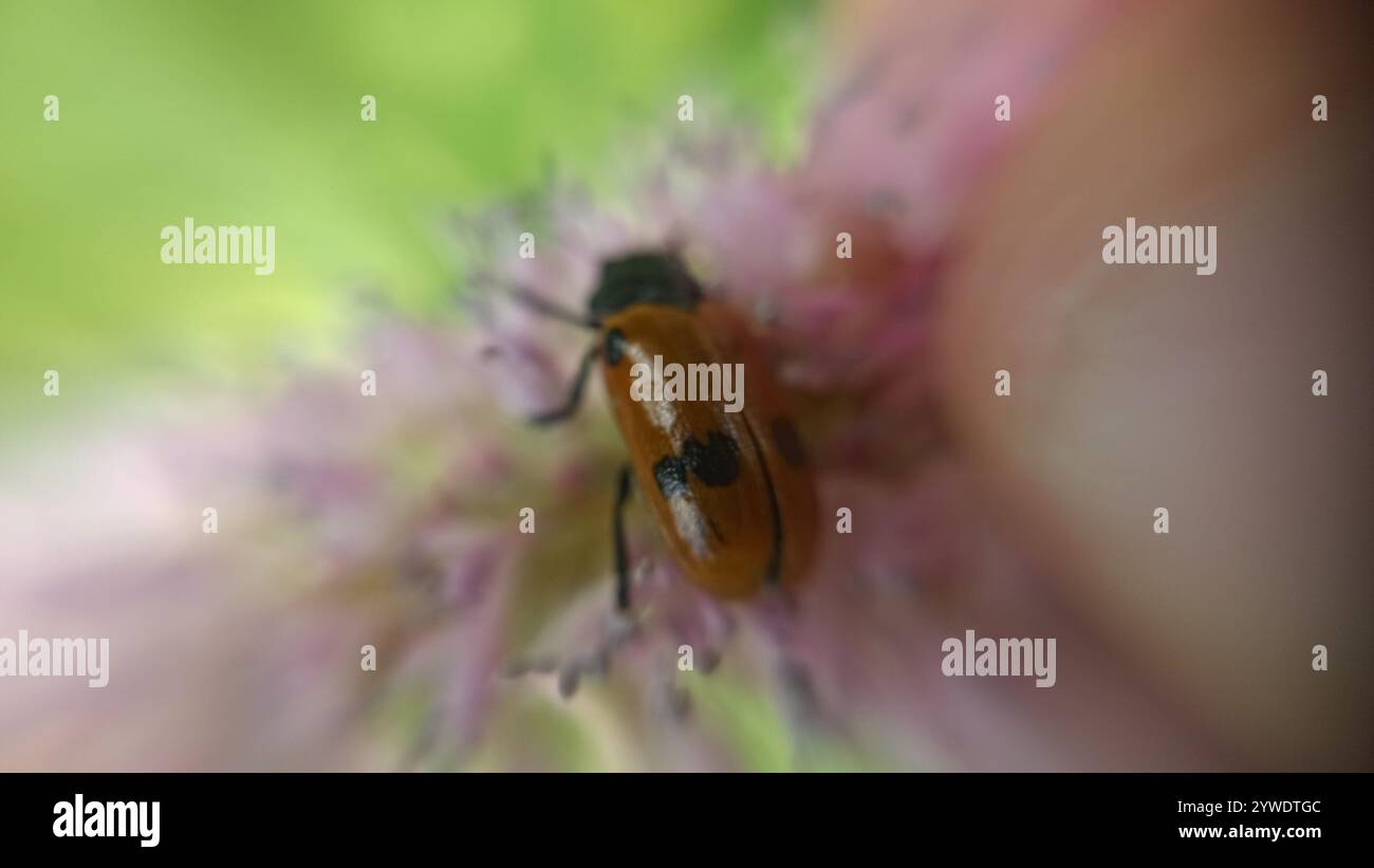 Clytra quadripunctata hi-res stock photography and images - Alamy