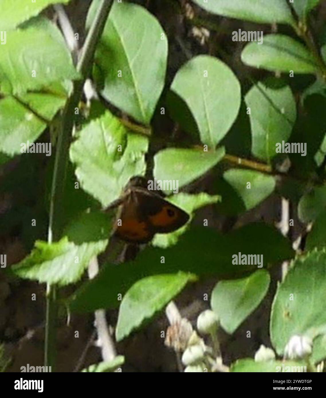 Pyronia bathseba hi-res stock photography and images - Alamy