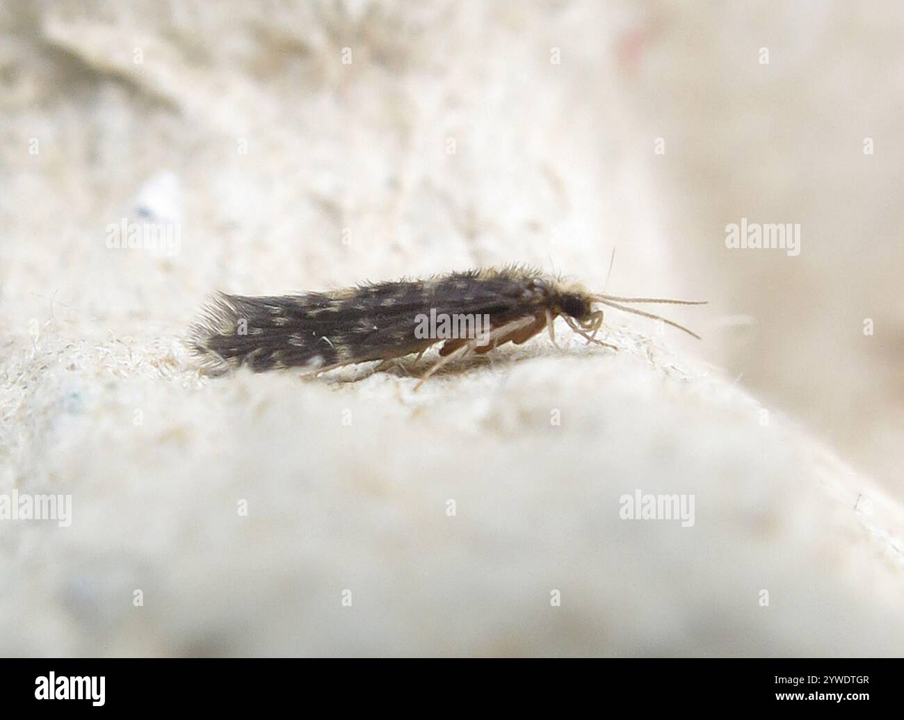 Salt and Pepper Microcaddisfly (Agraylea multipunctata Stock Photo - Alamy