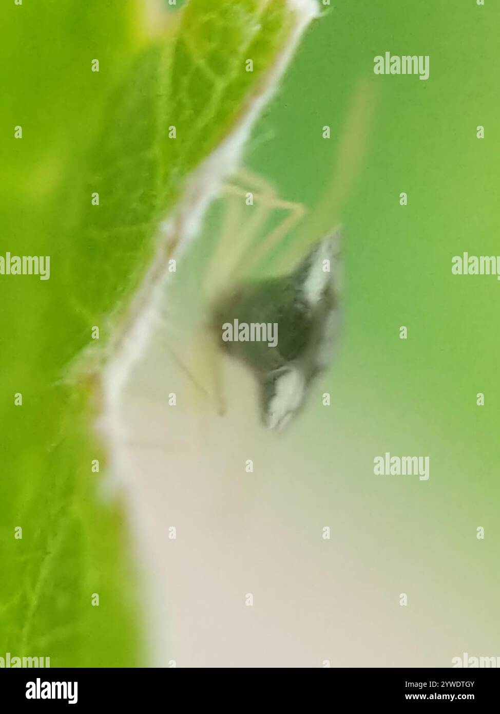 Andromeda Lace Bug (Stephanitis takeyai Stock Photo - Alamy