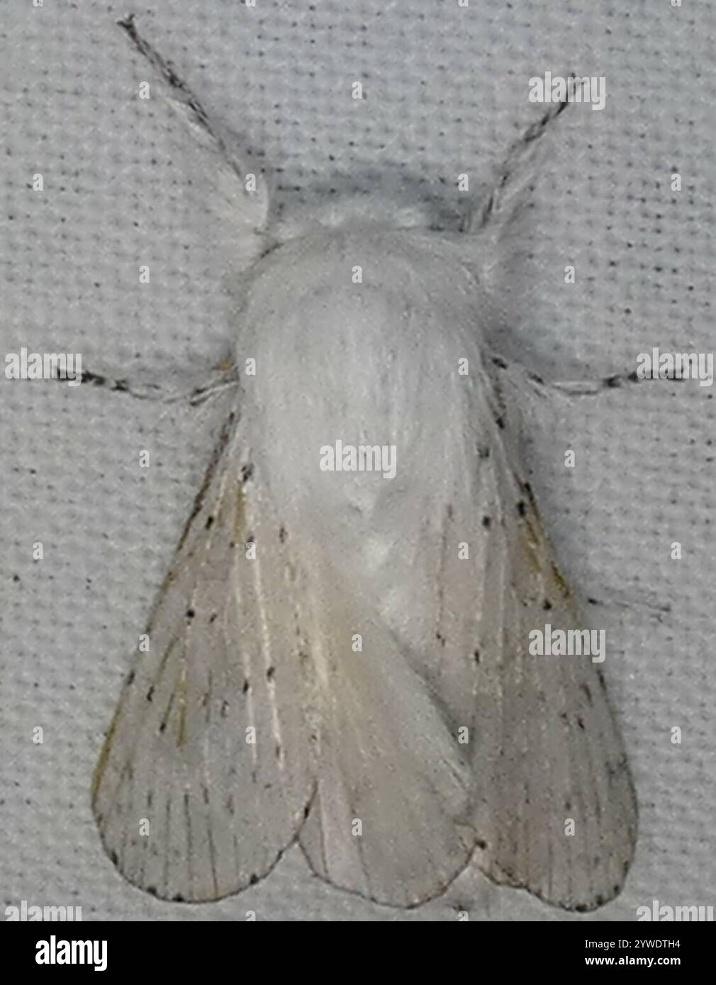 Dot-lined White (Artace cribrarius Stock Photo - Alamy