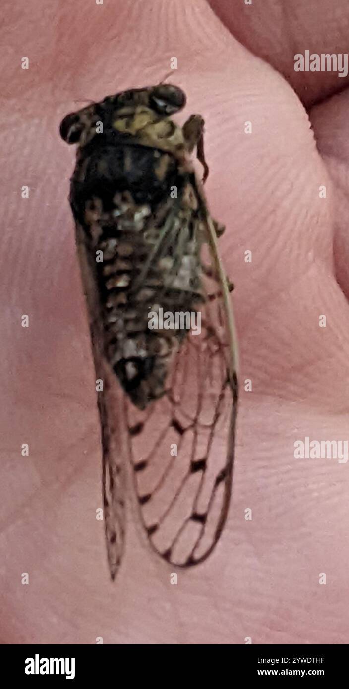 Little mesquite cicada (Pacarina puella Stock Photo - Alamy