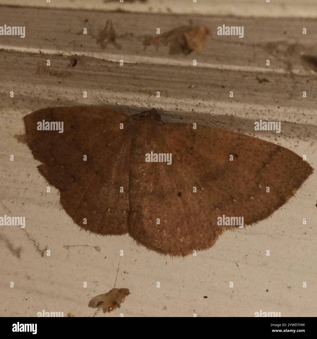 Black-dotted Ruddy Moth (Ilexia intractata Stock Photo - Alamy