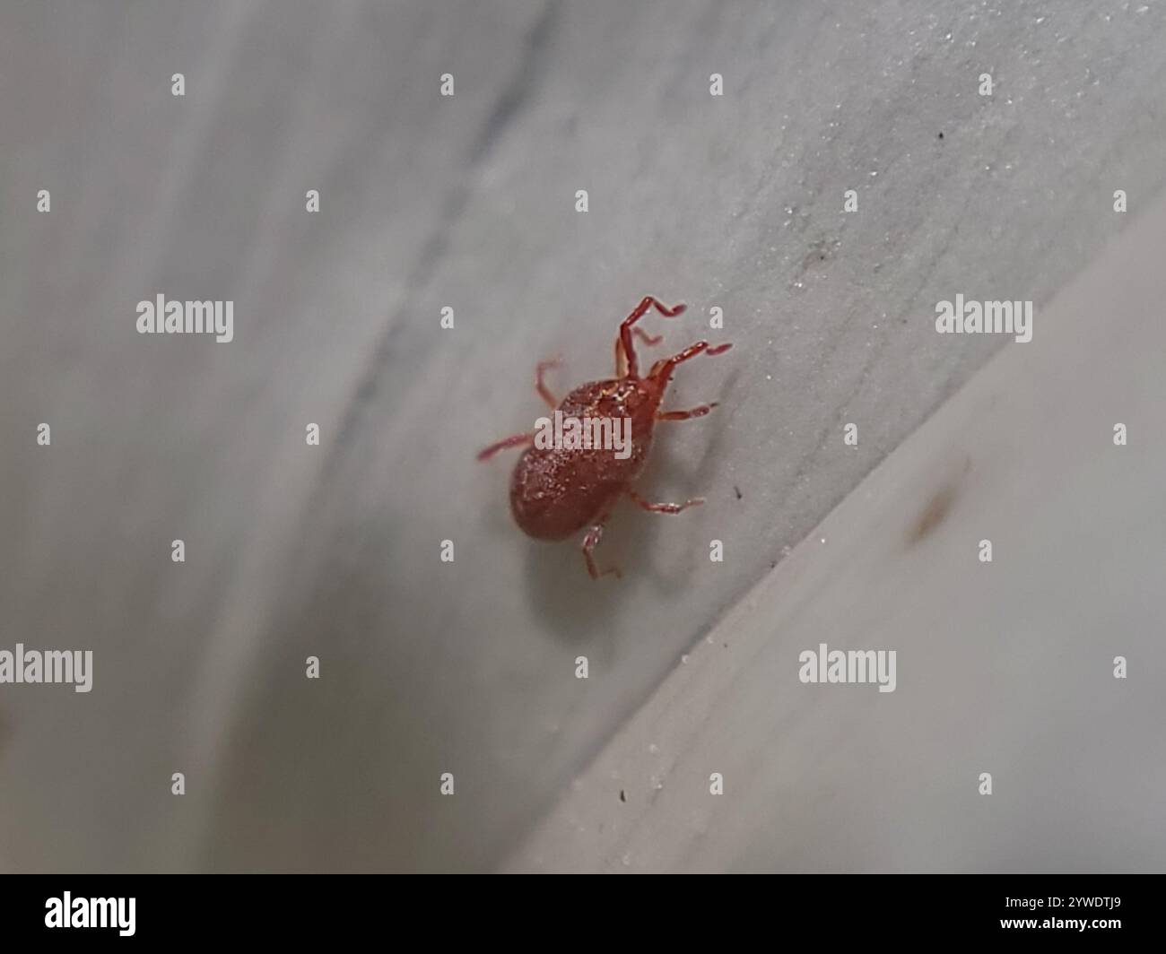 Trombidiform hi-res stock photography and images - Alamy