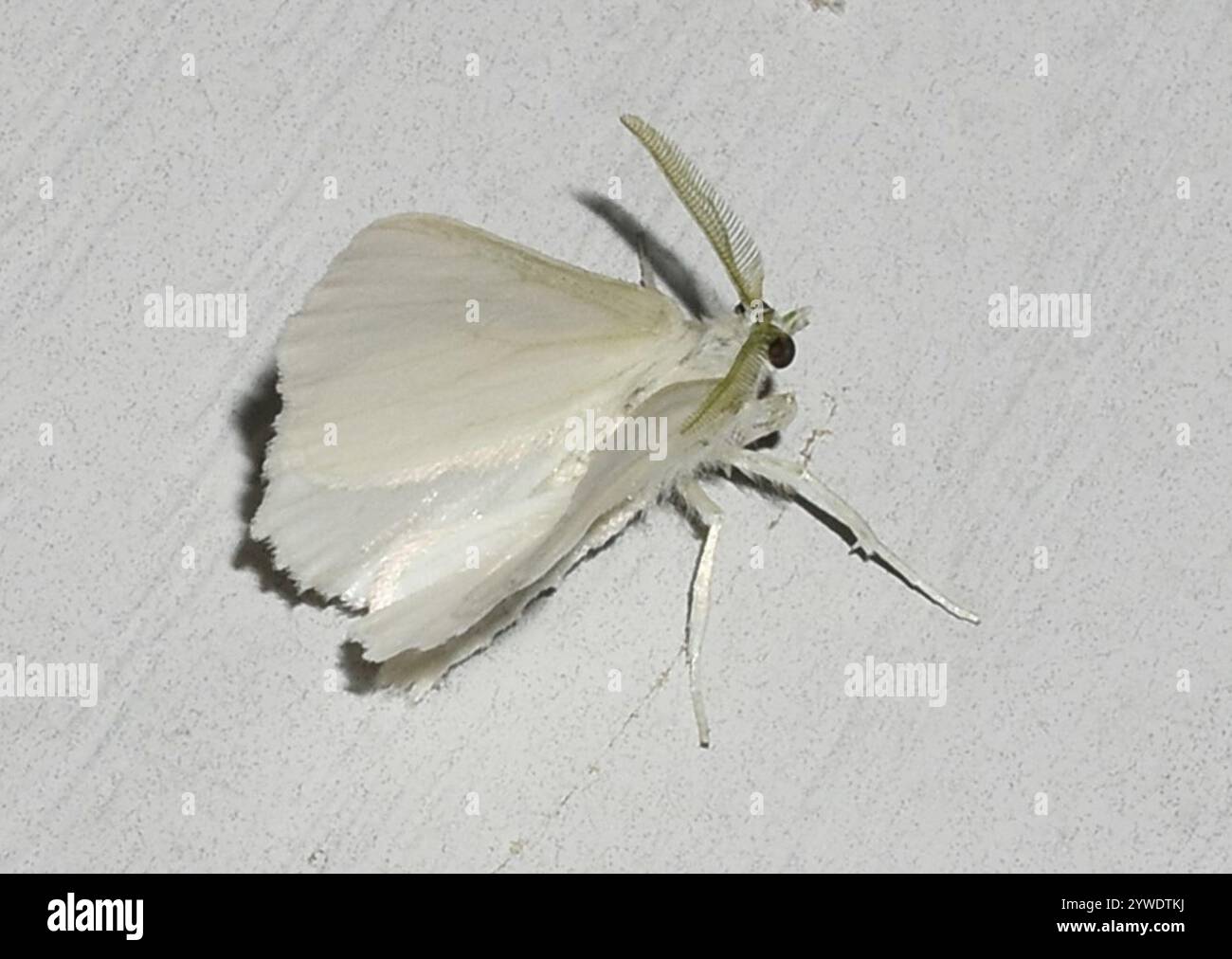 Ennomos subsignaria hi-res stock photography and images - Alamy