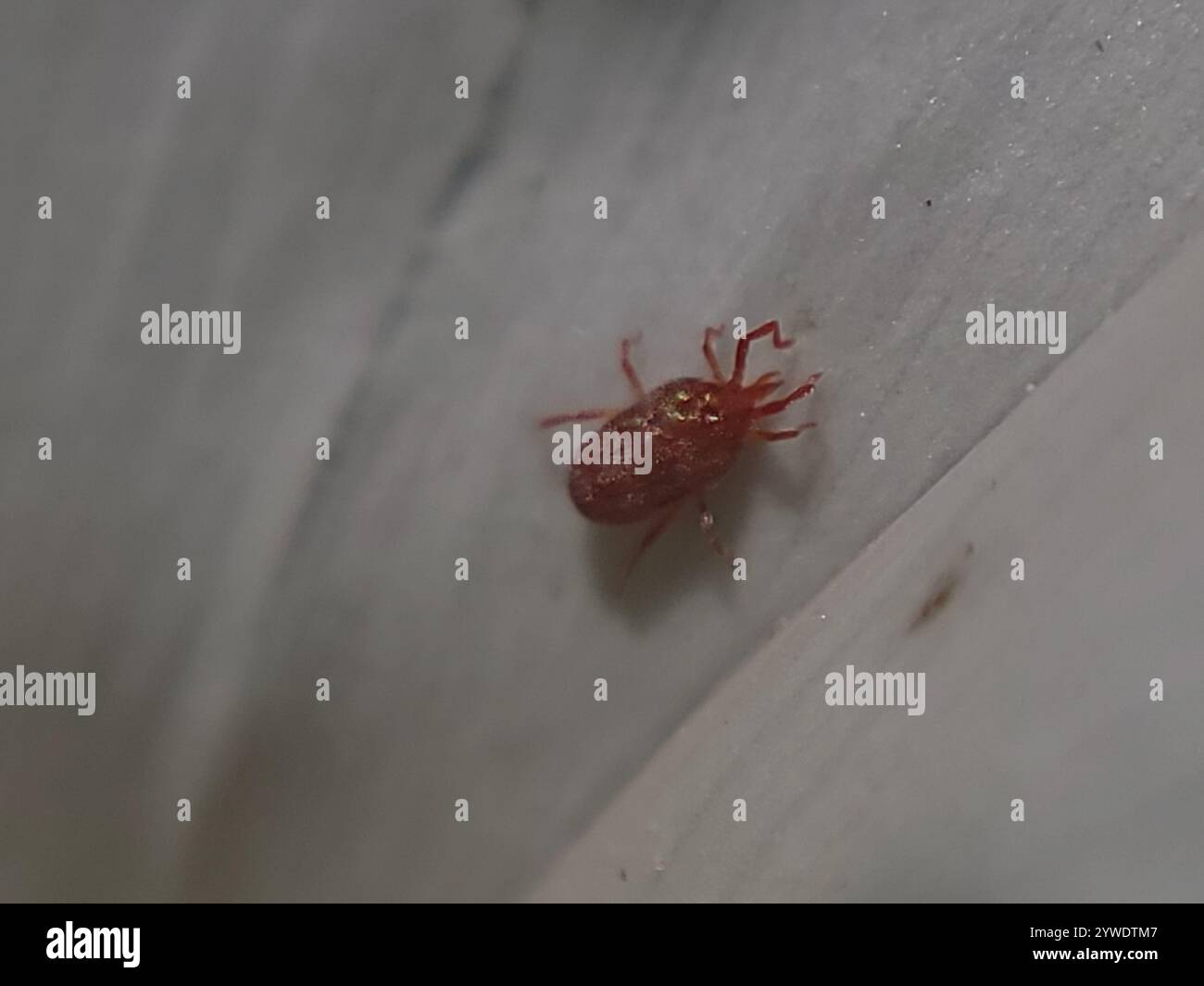 Trombidiform hi-res stock photography and images - Alamy