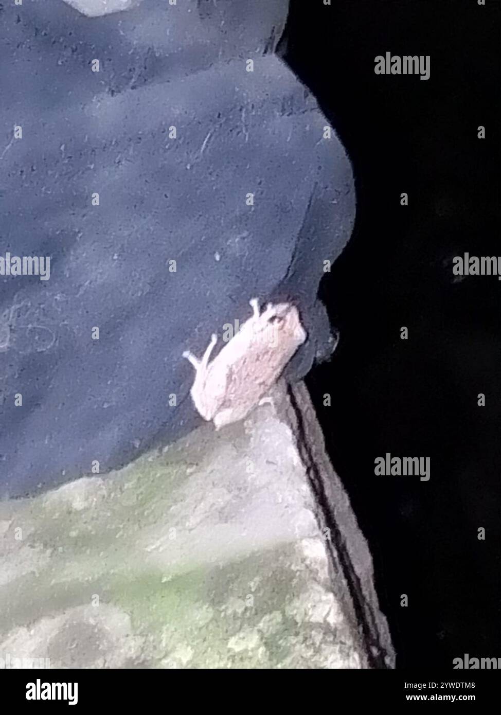 Striped Robber Frog (Pristimantis unistrigatus Stock Photo - Alamy