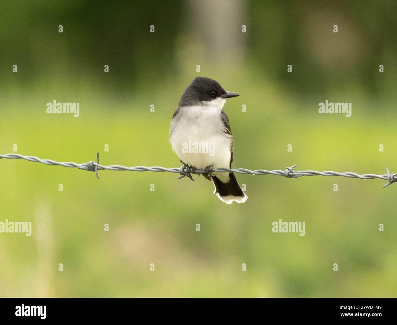 Eastern Kingbird (Tyrannus tyrannus Stock Photo - Alamy
