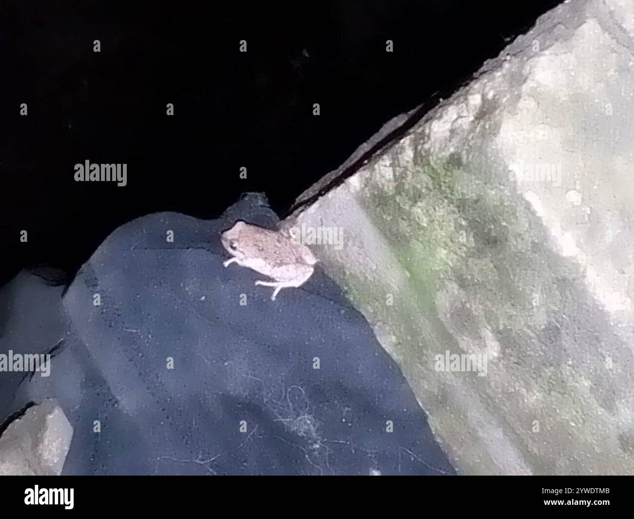 Striped Robber Frog (Pristimantis unistrigatus Stock Photo - Alamy