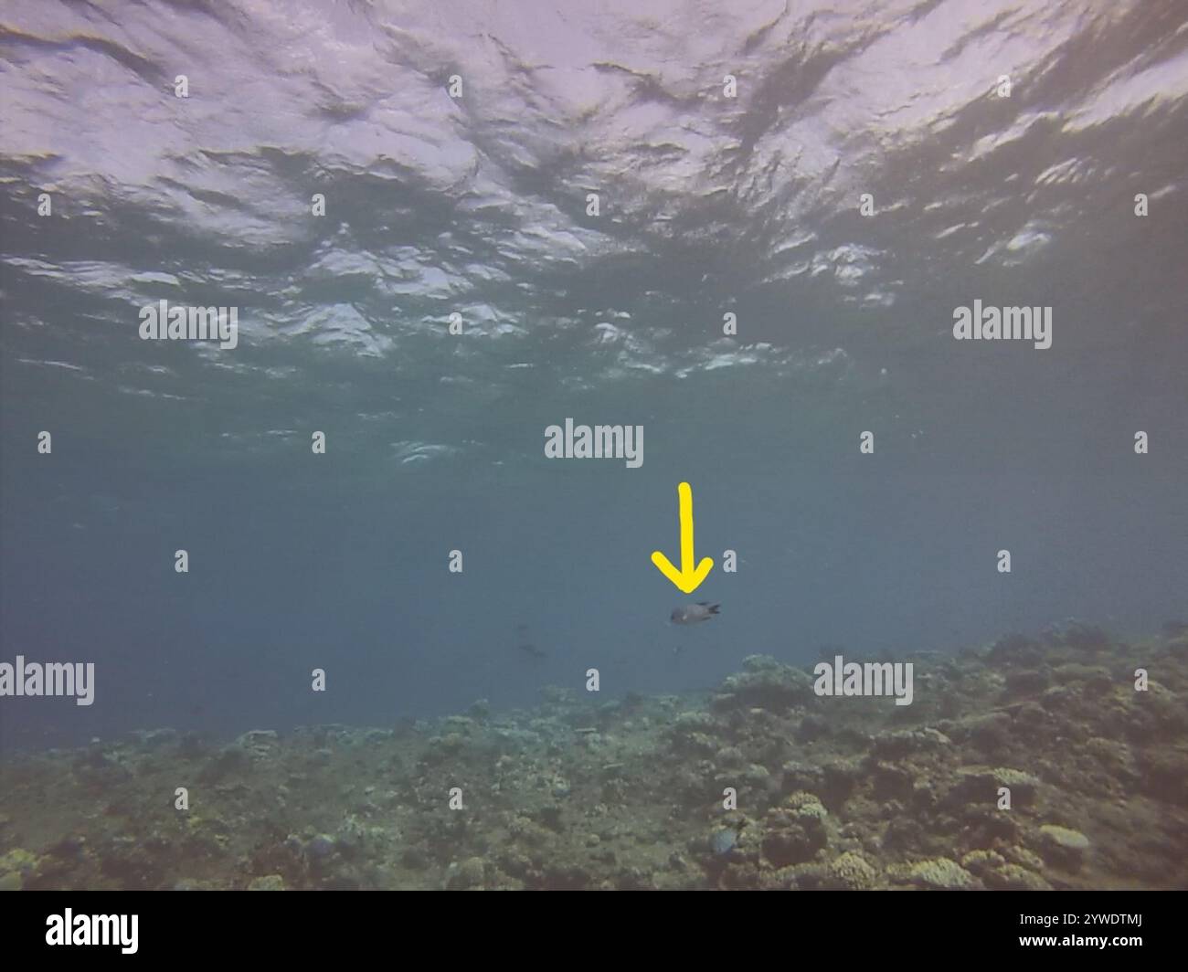 Ray-finned Fishes (Actinopterygii Stock Photo - Alamy