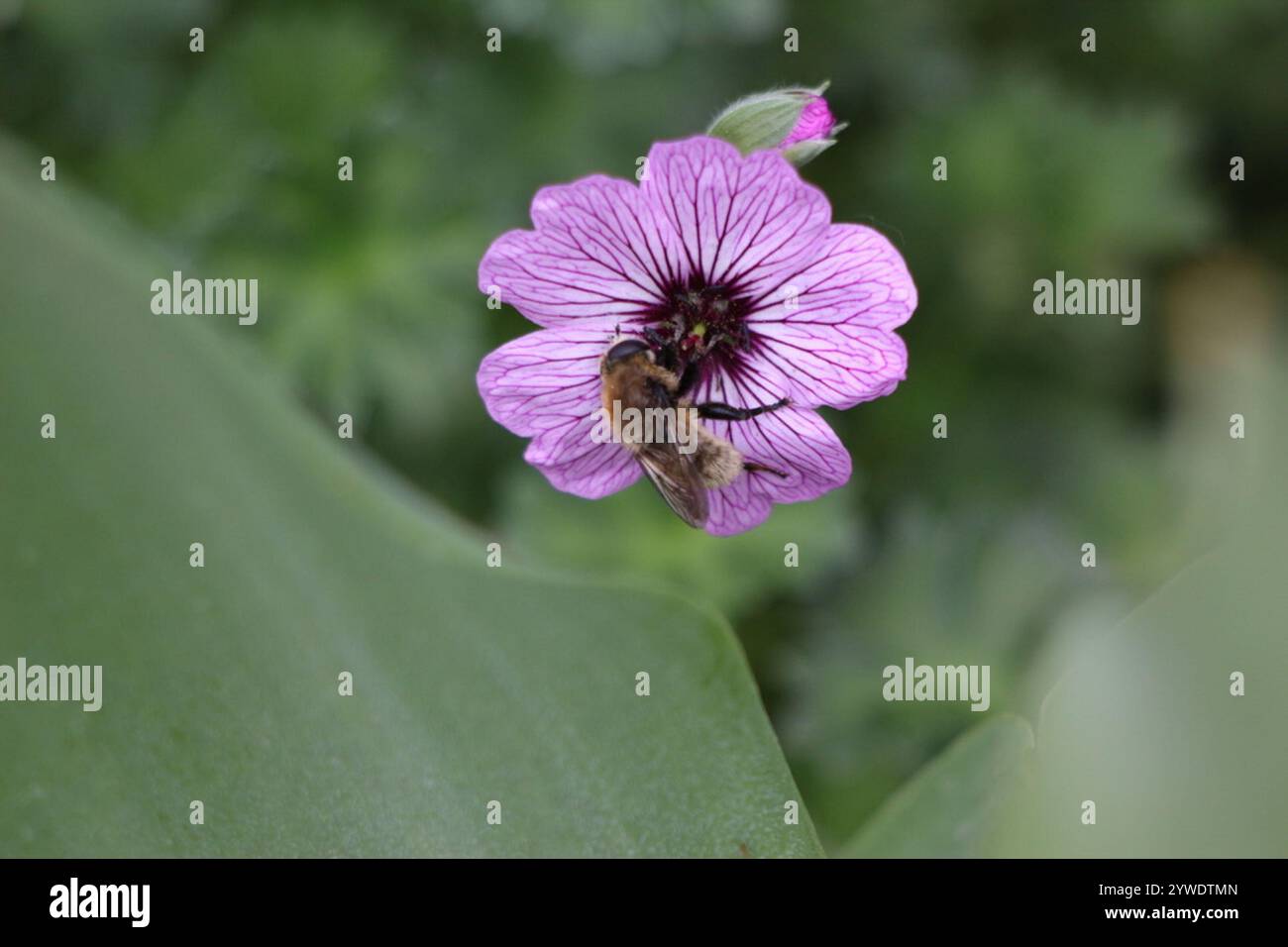 Narcissus Bulb Fly (Merodon equestris Stock Photo - Alamy