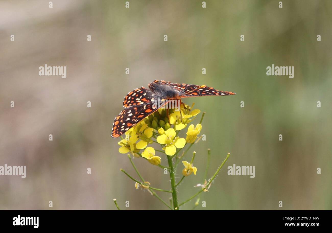 Anicia Checkerspot (Euphydryas anicia Stock Photo - Alamy