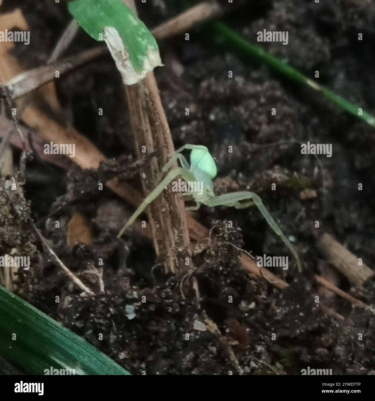 American Green Crab Spider (Misumessus oblongus Stock Photo - Alamy