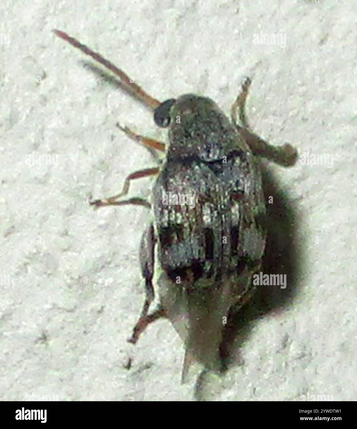 Pea and Bean Weevils (Bruchinae Stock Photo - Alamy