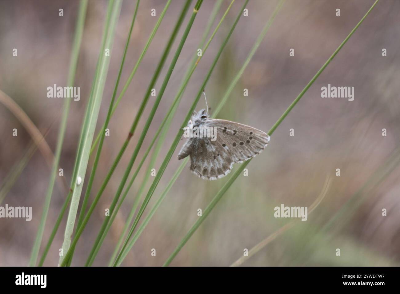 Arrowhead Blue (Glaucopsyche piasus Stock Photo - Alamy