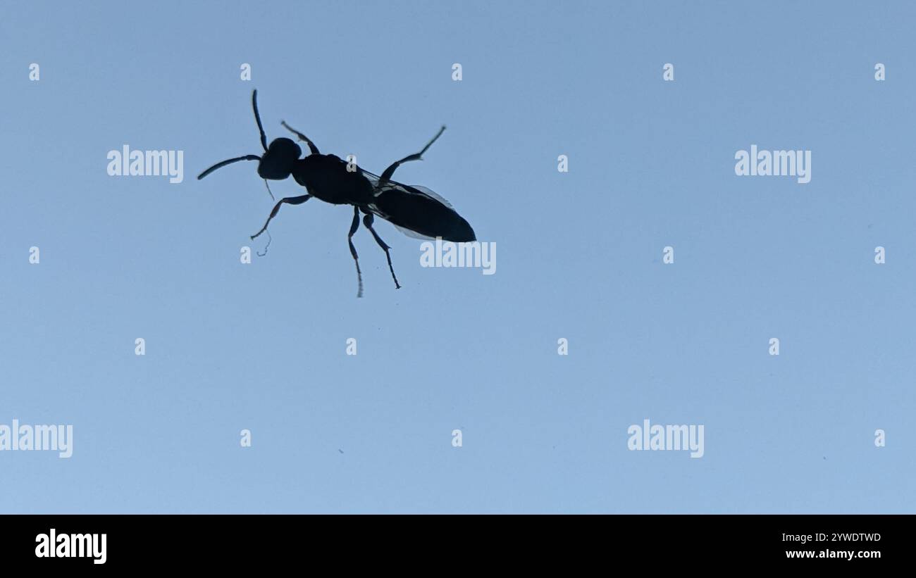 Ants, Bees, Wasps, and Sawflies (Hymenoptera Stock Photo - Alamy