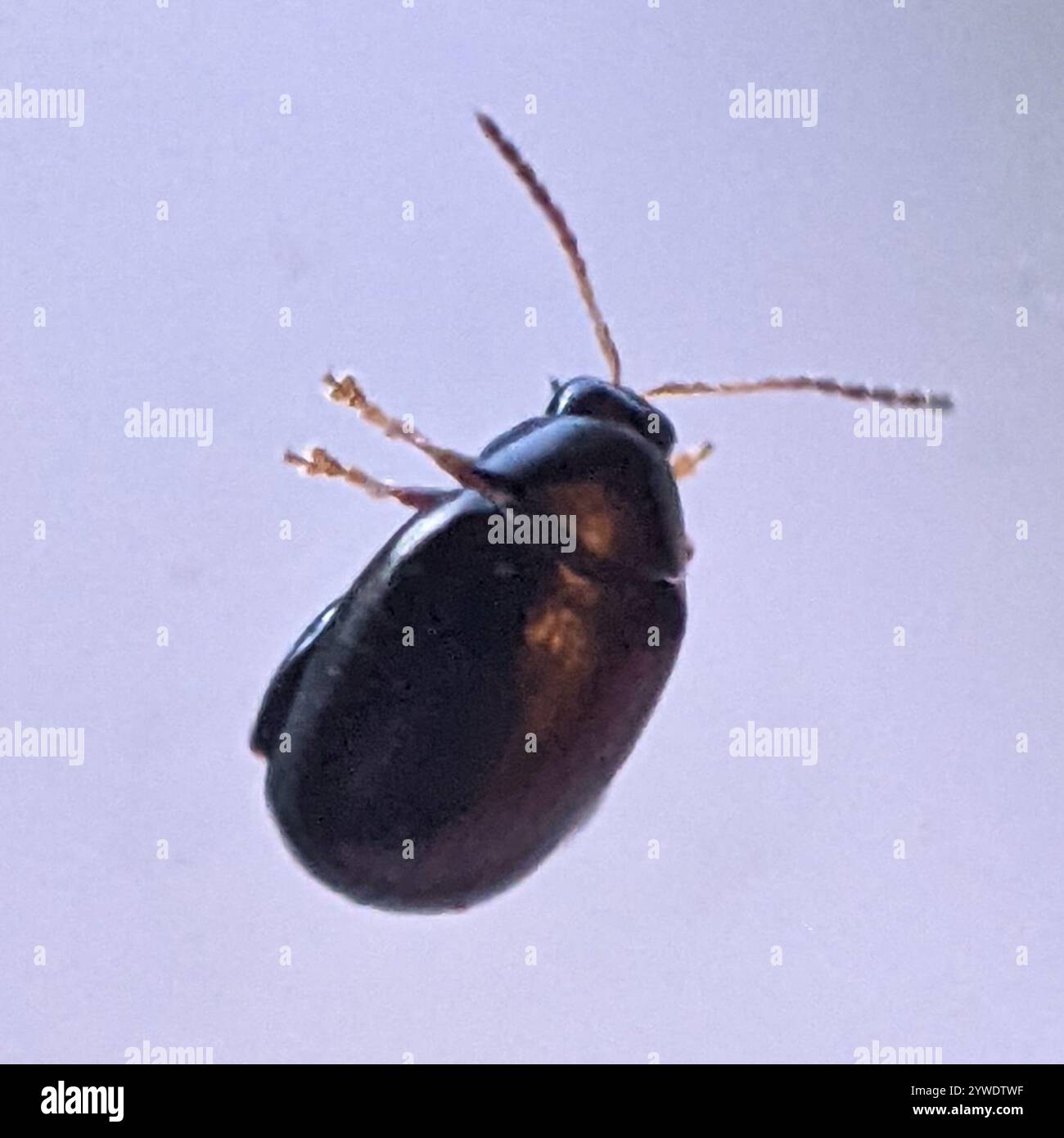 Flea Beetles (Alticini Stock Photo - Alamy