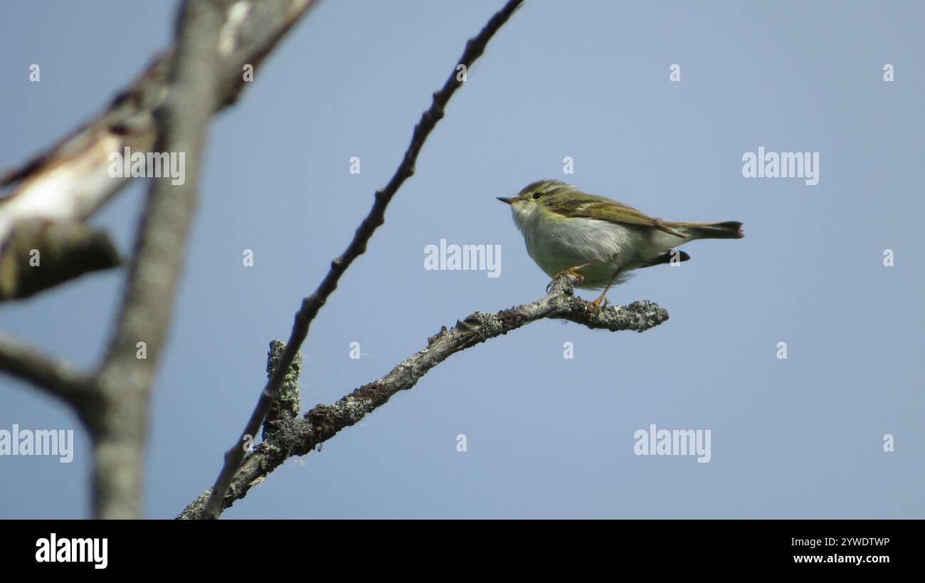 Greenish Warbler (Phylloscopus trochiloides Stock Photo - Alamy
