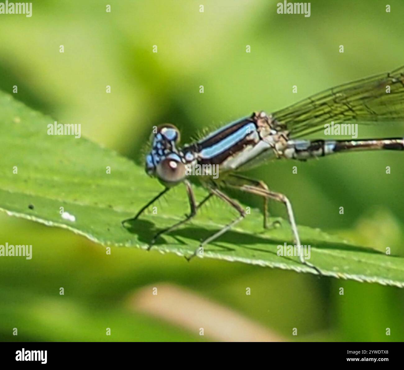 Blue-ringed Dancer (Argia sedula Stock Photo - Alamy