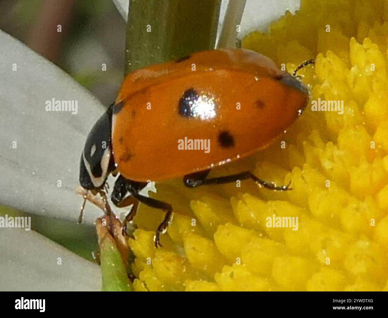 Variegated Lady Beetle (Hippodamia variegata Stock Photo - Alamy