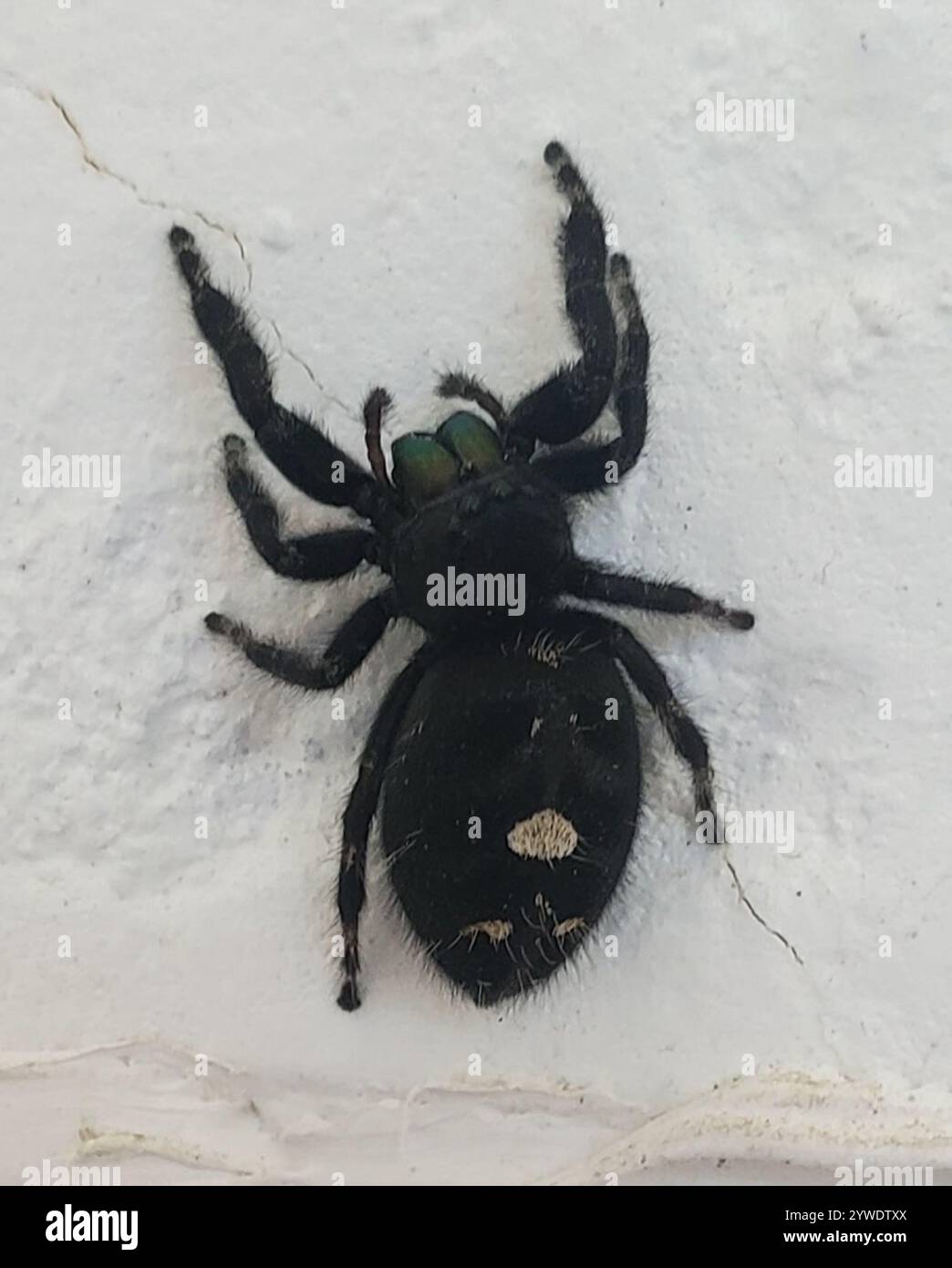 Bold Jumping Spider (Phidippus audax Stock Photo - Alamy