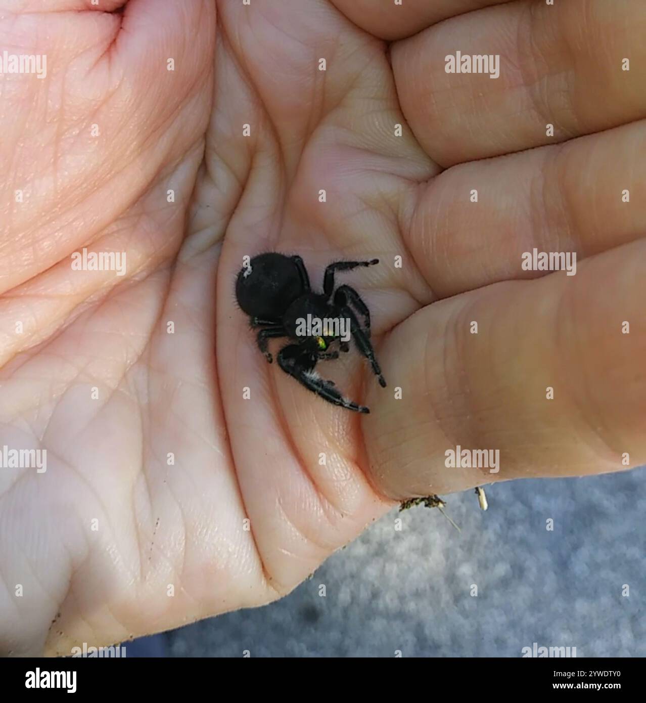 Bold Jumping Spider (Phidippus audax Stock Photo - Alamy