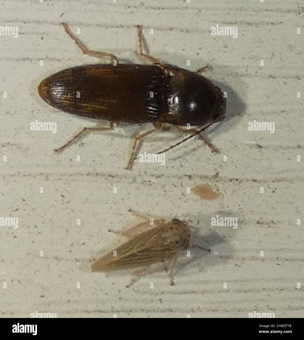 Southern Potato Wireworm (Monocrepidius falli Stock Photo - Alamy