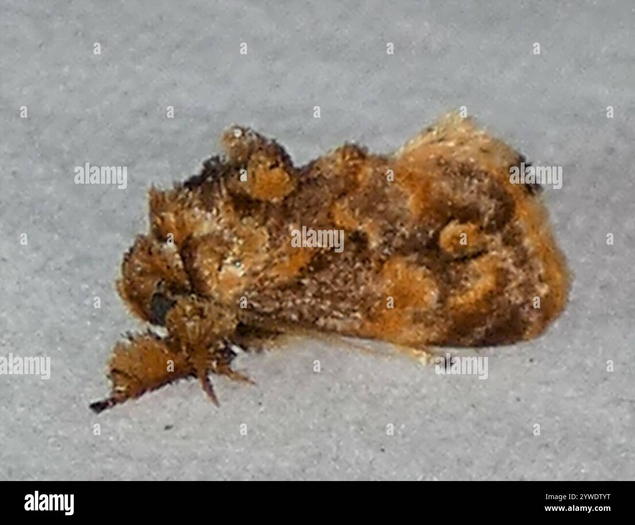 Spun Glass Slug Moth (Isochaetes beutenmuelleri Stock Photo - Alamy