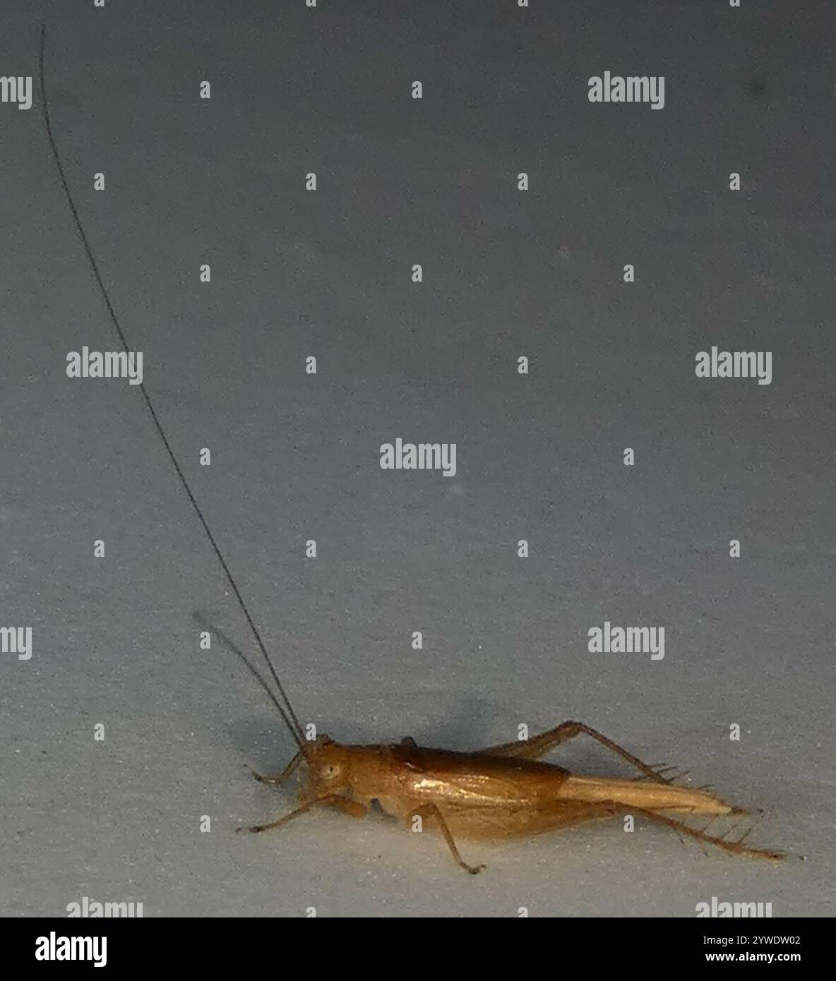 Brown Sword-tail Crickets (Anaxipha Stock Photo - Alamy
