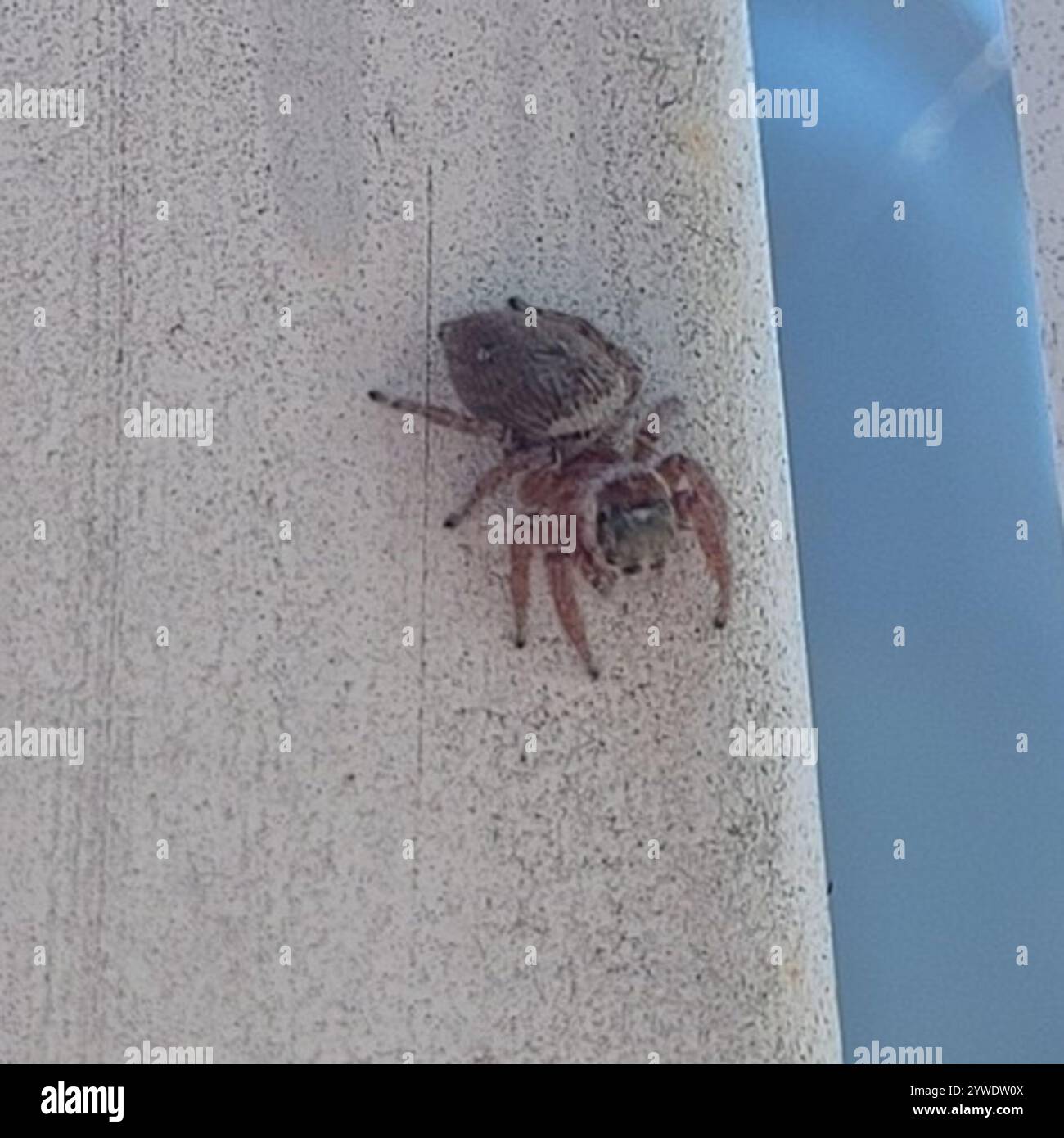 Mediterranean white-banded spider (Evarcha jucunda Stock Photo - Alamy