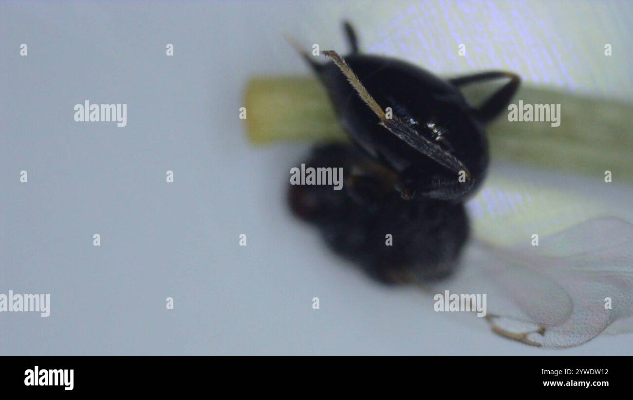 Eurytoma hi-res stock photography and images - Alamy