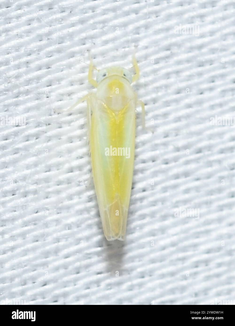 Alebra hi-res stock photography and images - Alamy