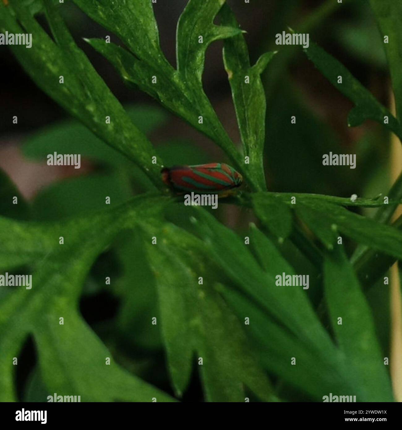 Red-banded Leafhopper (Graphocephala coccinea Stock Photo - Alamy