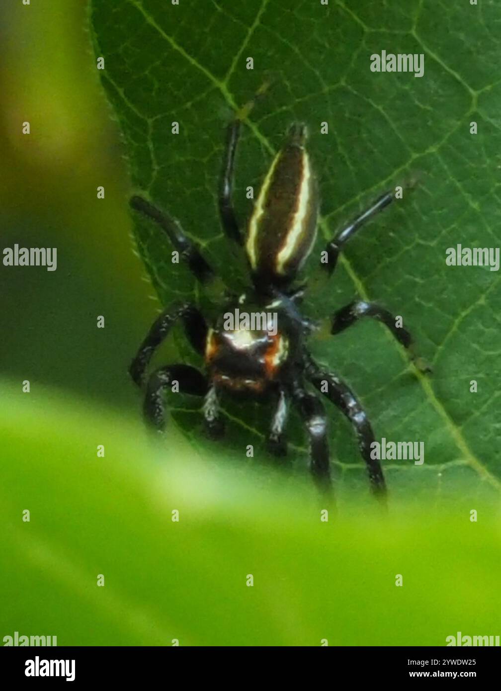 Sylvan Jumping Spider (Colonus sylvanus Stock Photo - Alamy
