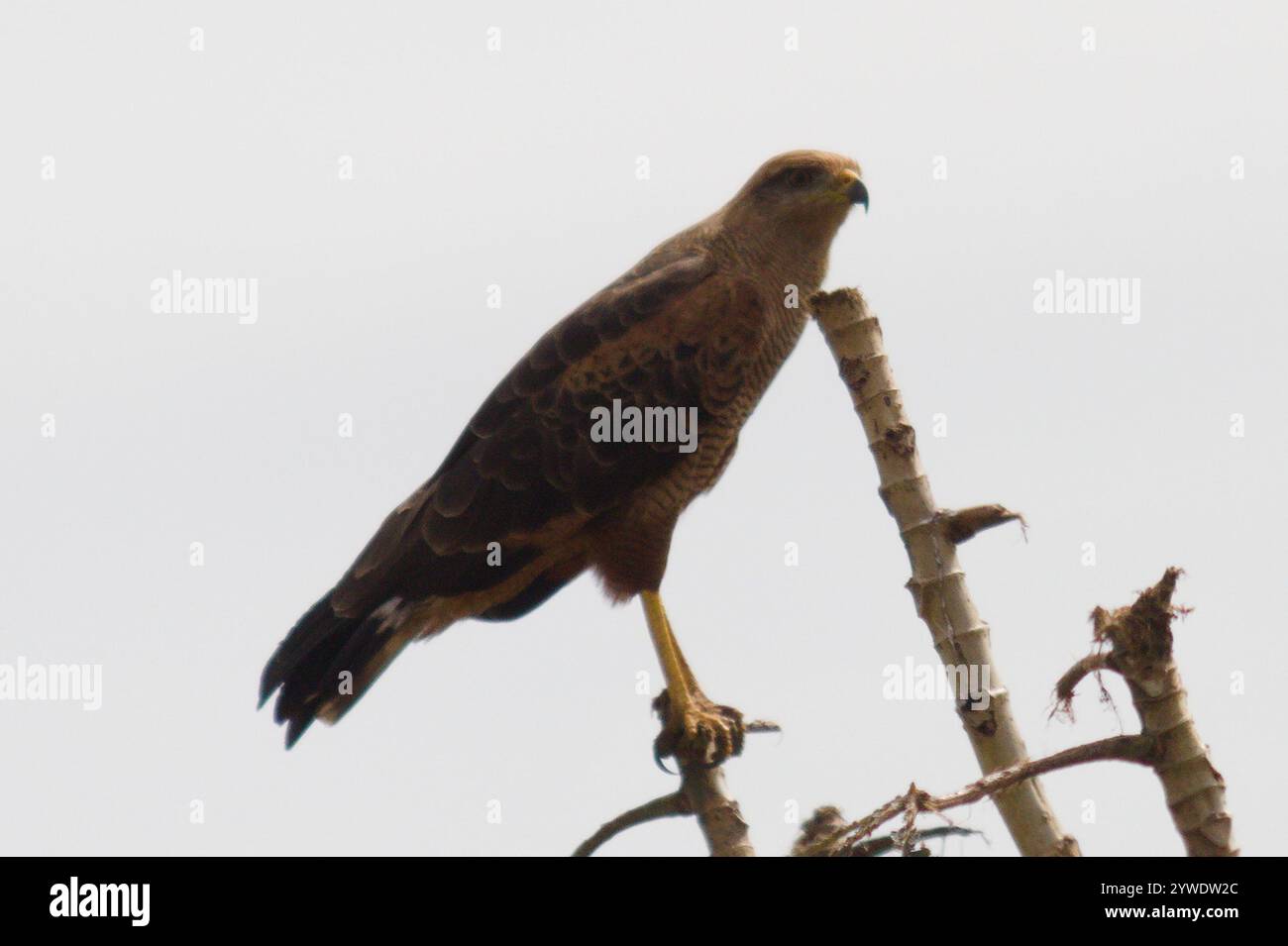 Savanna Hawk (Buteogallus meridionalis Stock Photo - Alamy