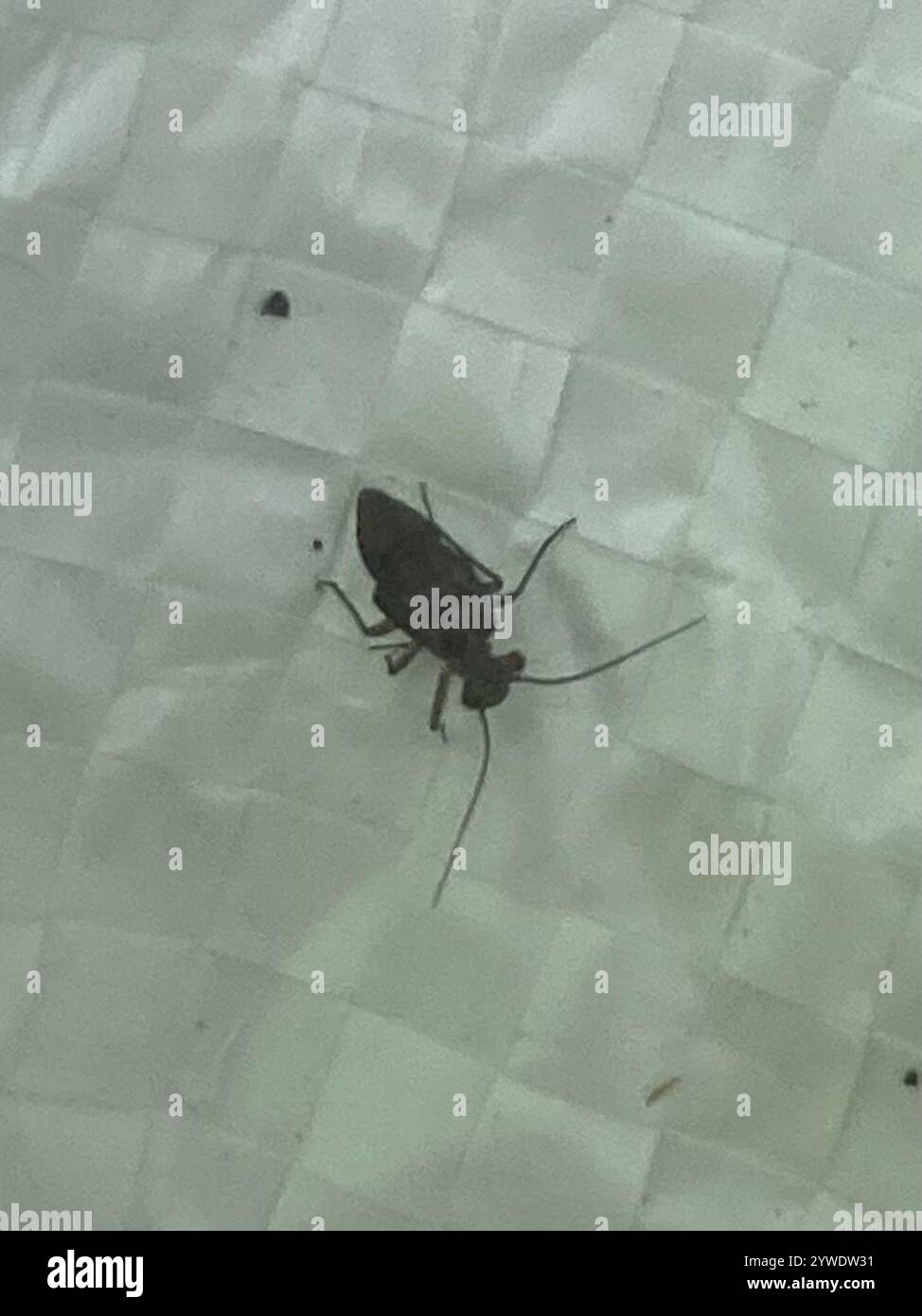 Barklice, Booklice, and Parasitic Lice (Psocodea Stock Photo - Alamy