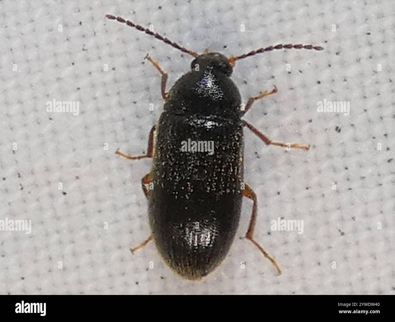 Comb-clawed Darkling Beetles (Alleculinae Stock Photo - Alamy