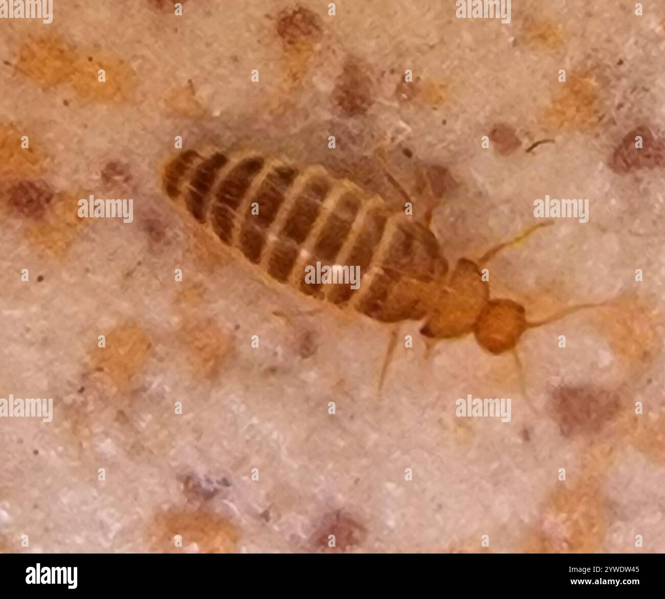 Winged and Once-winged Insects (Pterygota Stock Photo - Alamy