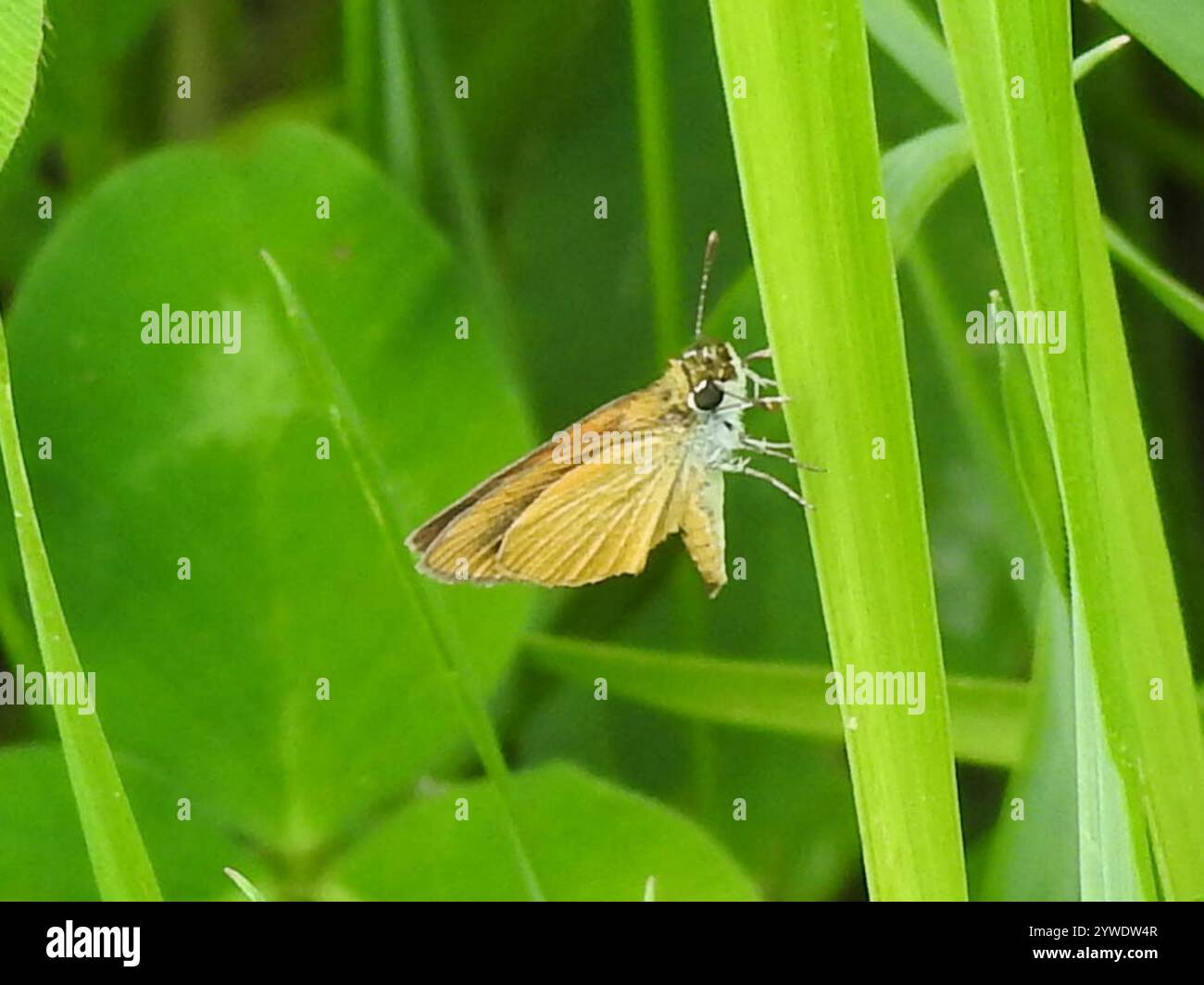 Least skipper hi-res stock photography and images - Alamy