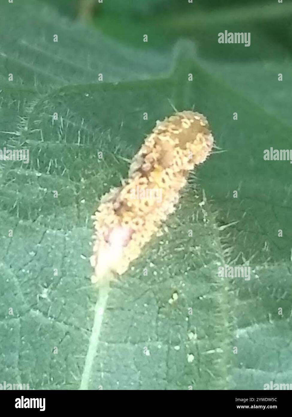 Nettle Clustercup Rust fungus (Puccinia urticata Stock Photo - Alamy