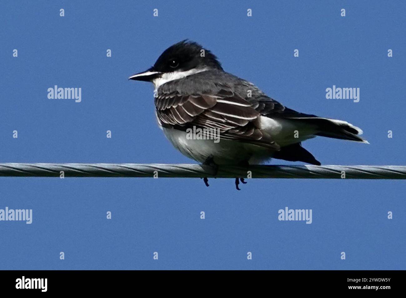 Eastern Kingbird (Tyrannus tyrannus Stock Photo - Alamy