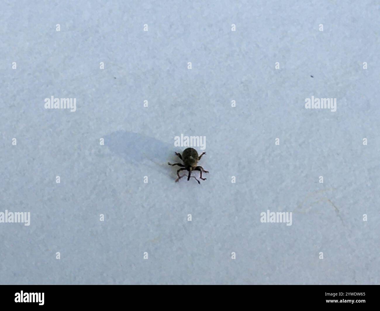 True Weevils (Curculionidae Stock Photo - Alamy