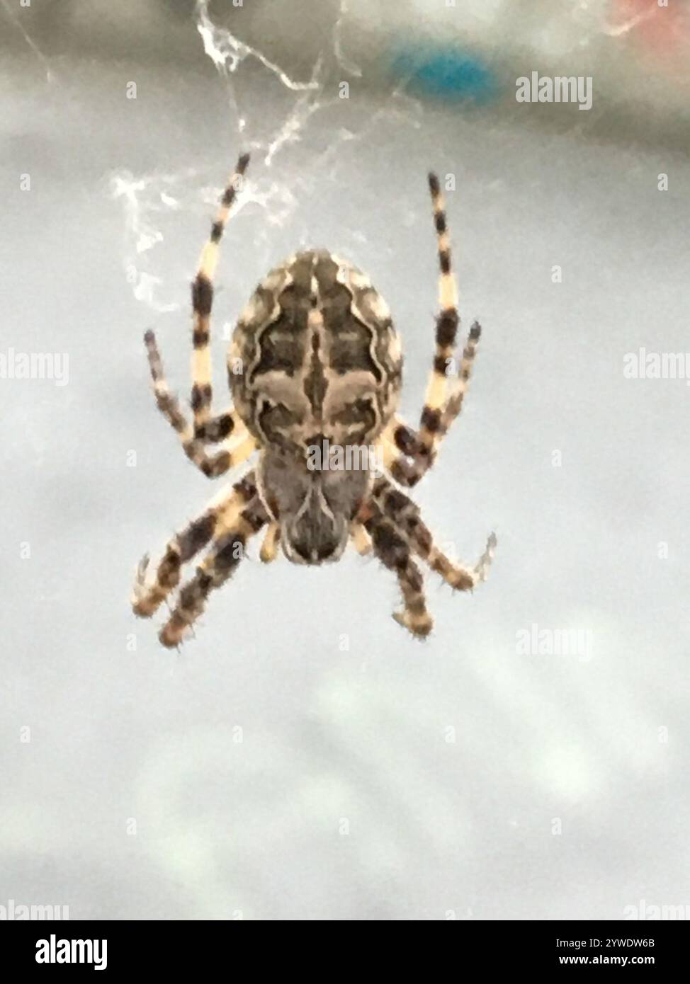 Grey Cross Spider (Larinioides sclopetarius Stock Photo - Alamy