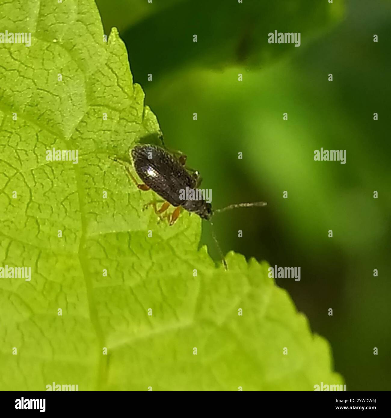 Brown Leaf Weevil (Phyllobius oblongus Stock Photo - Alamy