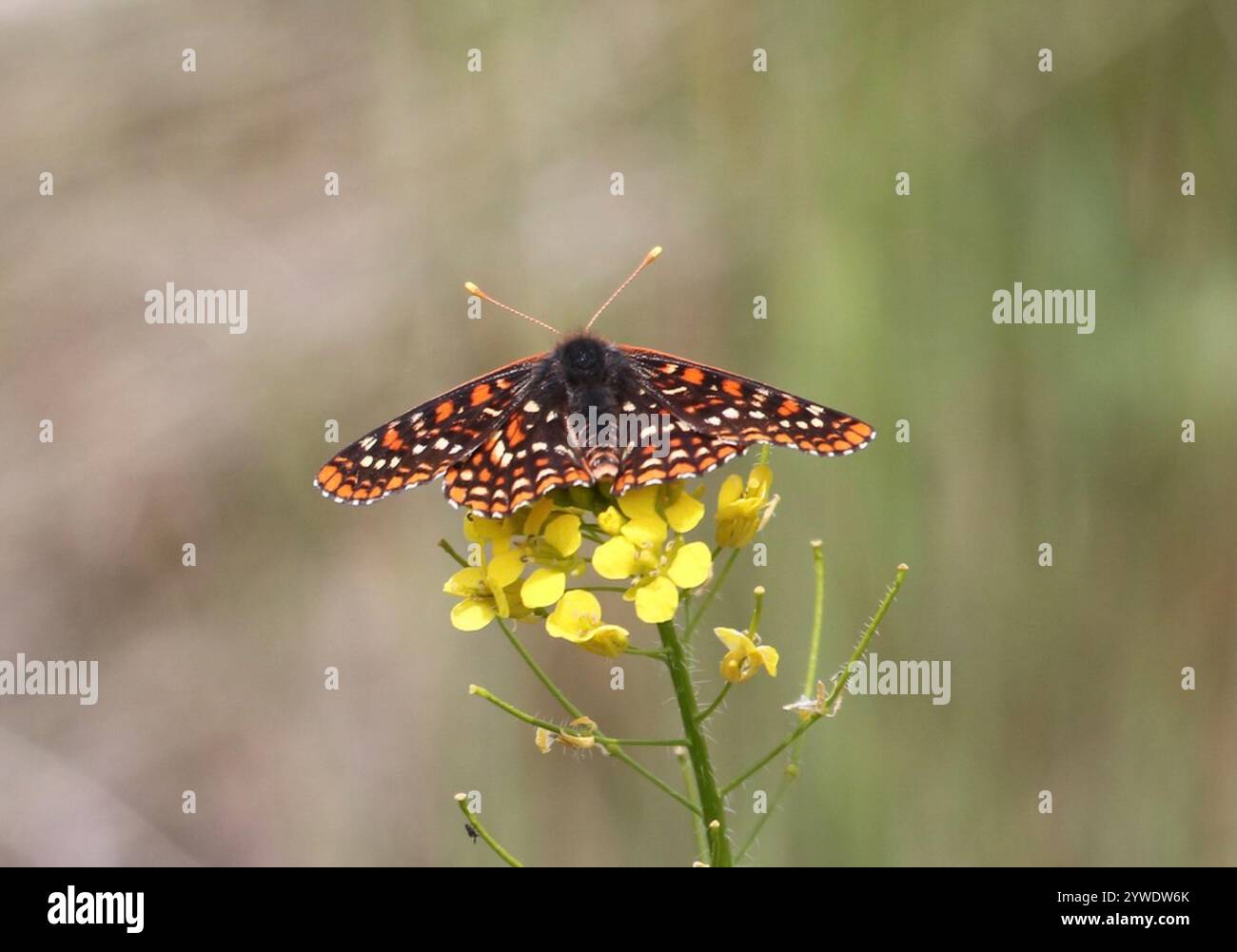 Euphydryas anicia hi-res stock photography and images - Alamy