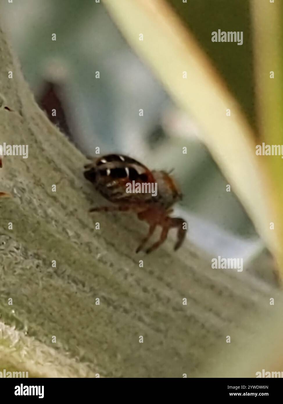 Johnson's Jumping Spider (Phidippus johnsoni Stock Photo - Alamy
