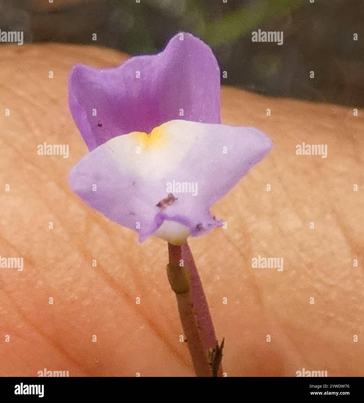 Purple Bladderwort (Utricularia purpurea Stock Photo - Alamy