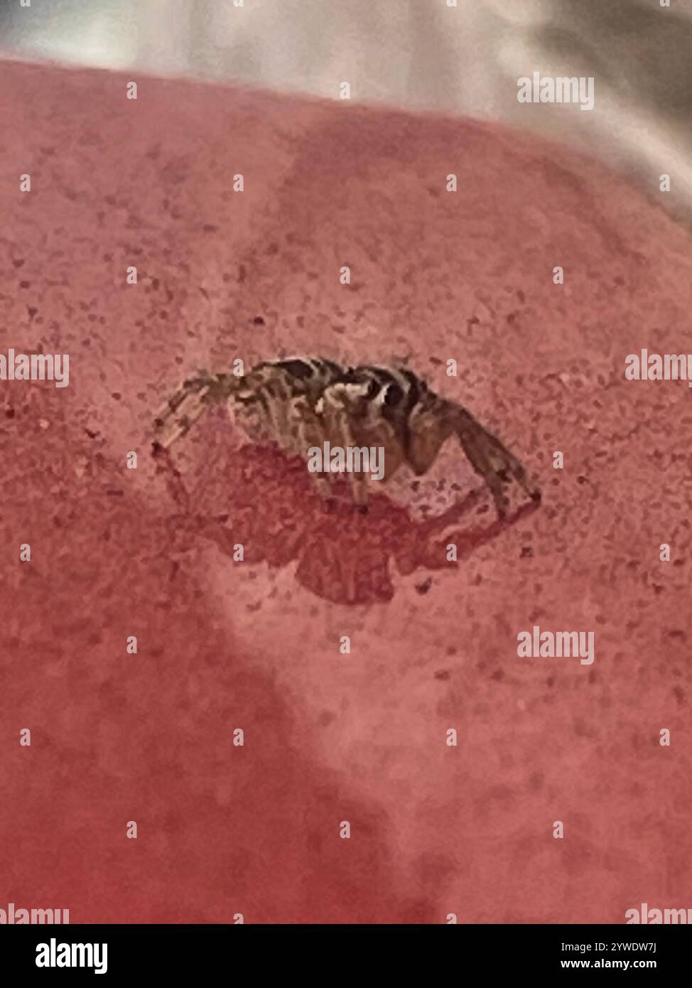 Pantropical Jumping Spider (Plexippus paykulli Stock Photo - Alamy