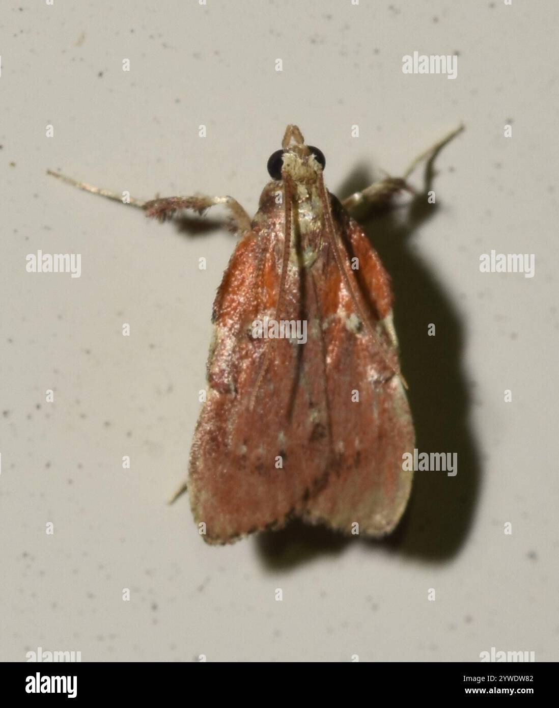 Leaftier moth hi-res stock photography and images - Alamy